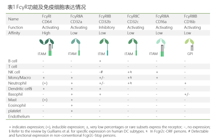 抗体的Fc段于FcR结合能发挥调理作用，ADCC等作用? - 知乎