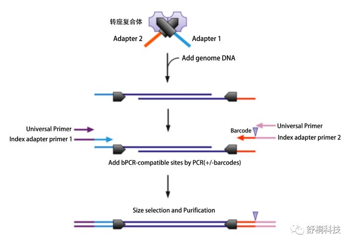 Tn5转座酶是否可以打断DNA-RNA杂合体? - 知乎