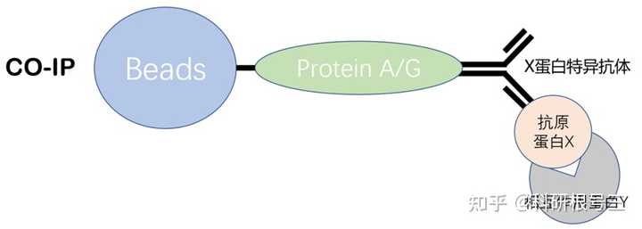 免疫共沉淀技术（Co-IP)原理？过程怎么做？ - 知乎
