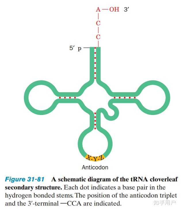 转运RNA分子中氨基酸的结合部位的序列为什么是CCA-3’？ - 知乎
