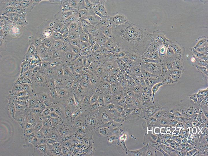 非小细胞肺癌细胞系A549、hcc827、h1975、pc9这几种有啥特点，区别，分别用于什么实验？ - 知乎