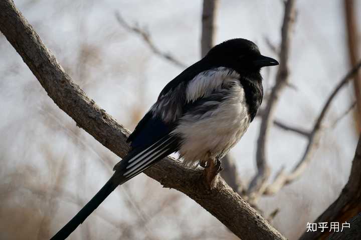 索尼的70350G和腾龙18300哪个更好一些？ - 知乎