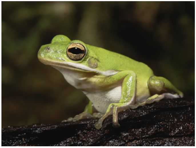 青蛙的听觉器官在哪? - 知乎