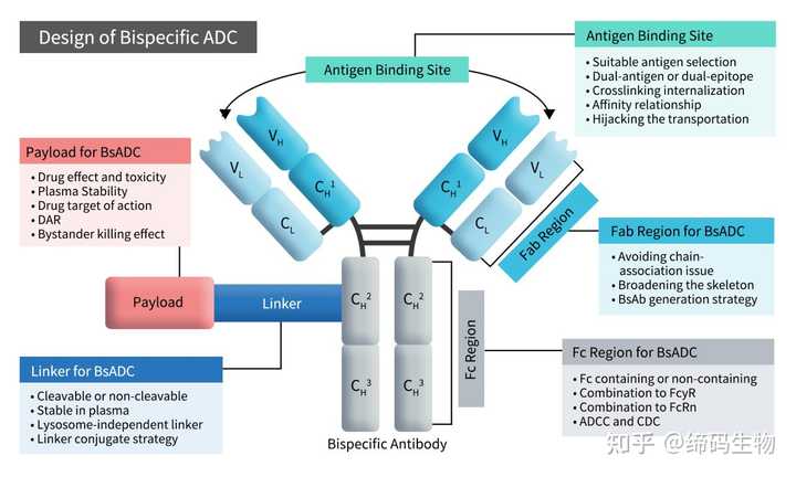 什么是双抗 ADC 药物？ - 知乎