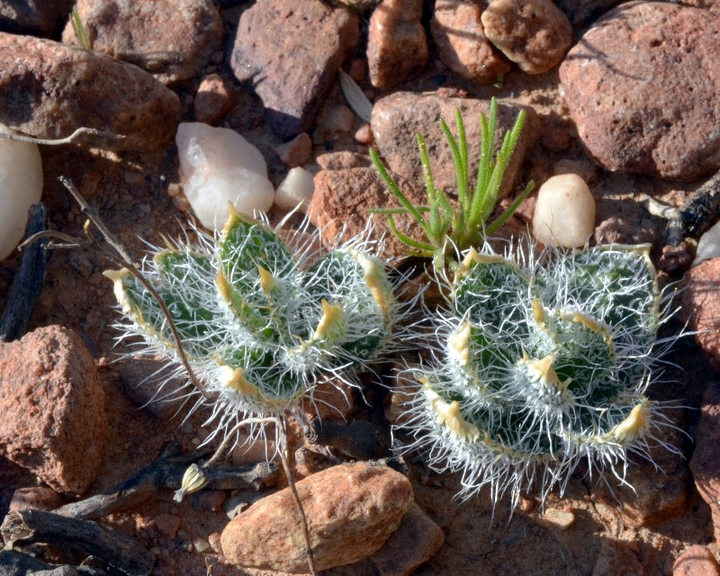 自然界中有哪些奇花异草？ - 知乎