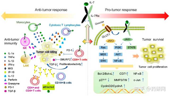 IL-7、IL-15细胞因子在CAR-T细胞疗法中发挥什么作用？ - 知乎
