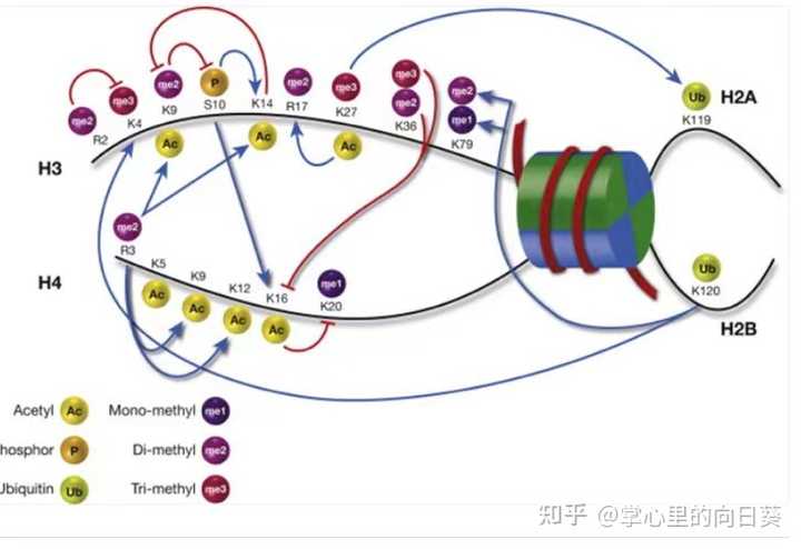 Kat6a基因突变会导致什么？ - 知乎
