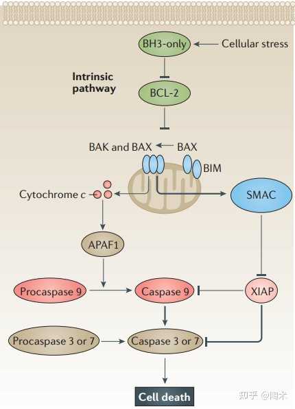 什么是B细胞淋巴瘤2 (Bcl-2)？ - 知乎