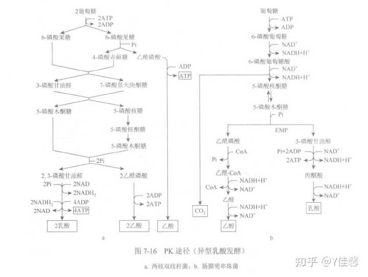 微生物的四种糖酵解途径中，哪个是存在于大多数微生物体内的一条主流代谢途径? - 知乎