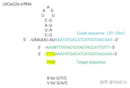 cas12a的crRNA该怎么去设计与寻找？ - 知乎
