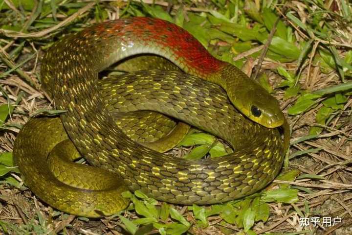 如何快速分辨蛇是否有毒？ - 知乎