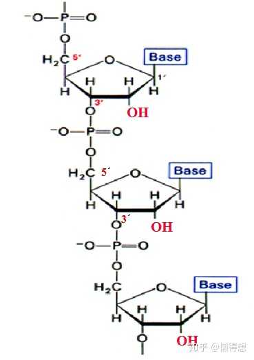 RNA 有什么作用，是什么物质？ - 知乎