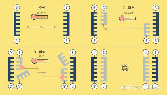 PCR原理三个基本步骤常见的PCR技术？ - 知乎