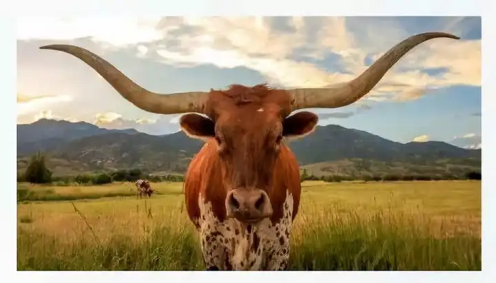 在德克萨斯州大学奥斯汀分校 (UT Austin) 就读是怎样一番体验？ - 知乎