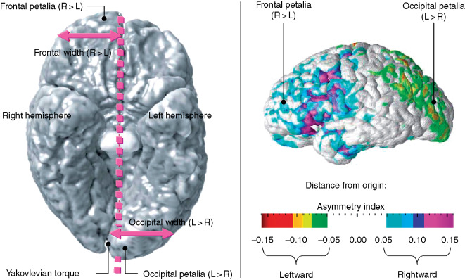 为什么人脑的左半球控制右半身，而右半球控制左半身？ - 知乎