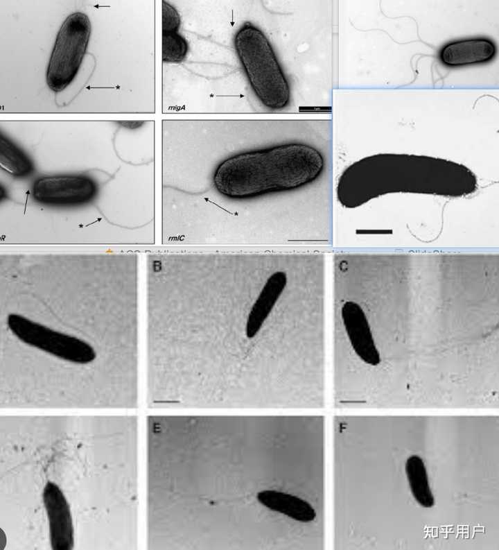 假单胞菌属为什么叫做假单胞？ - 知乎