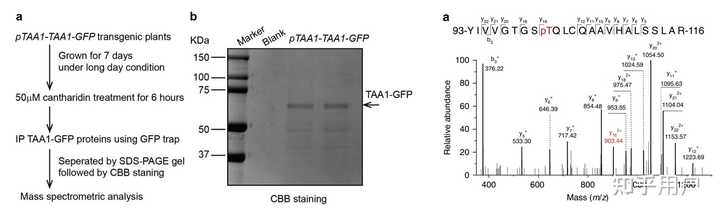 免疫共沉淀技术（Co-IP)原理？过程怎么做？ - 知乎