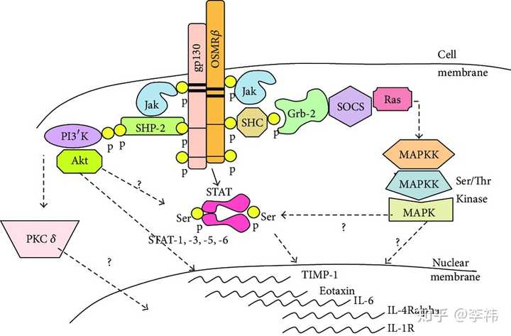 什么是Oncostatin M Receptor（OSMR）？ - 知乎