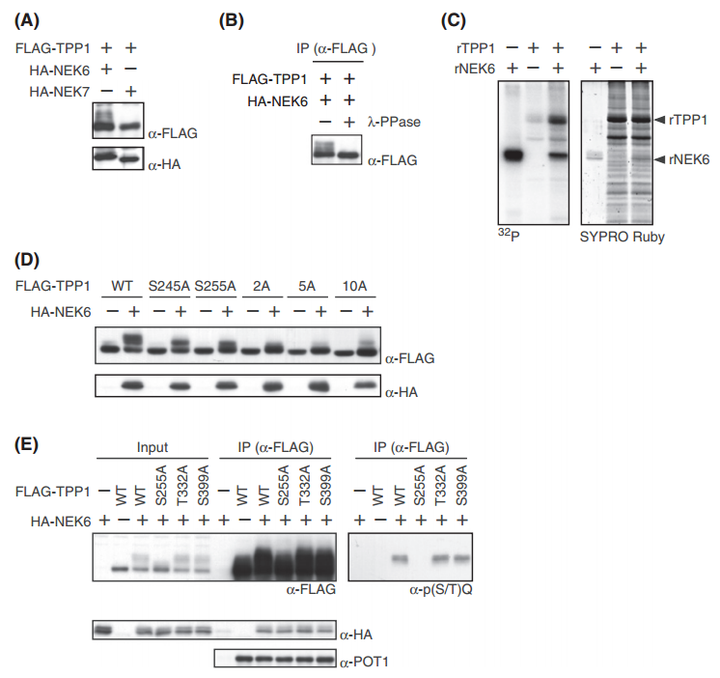 衰老细胞处于细胞周期的哪个阶段？ - 知乎