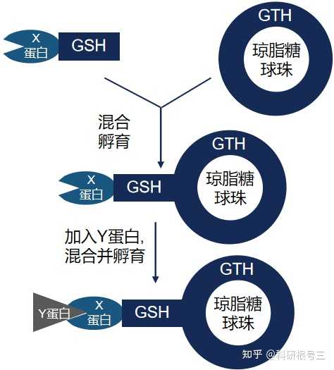 IP、co-IP、pulldown三者的差别有哪些呢？ - 知乎
