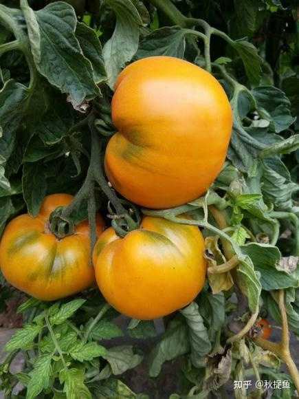 求推荐没壳没籽没核没皮的好吃的水果？ - 知乎