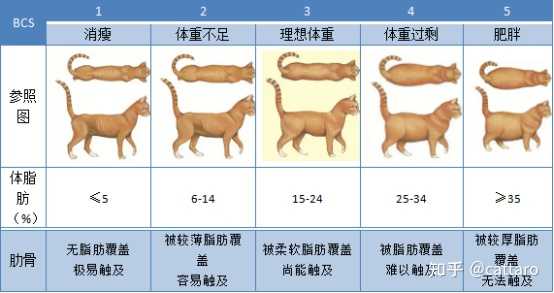 怎么给猫咪减肥 知乎