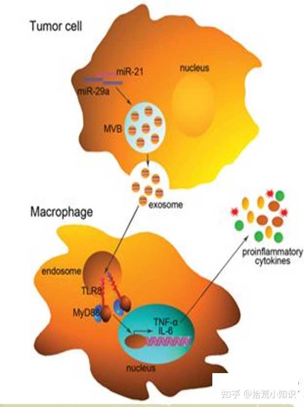 关于【miRNA】，你了解多少？ - 知乎