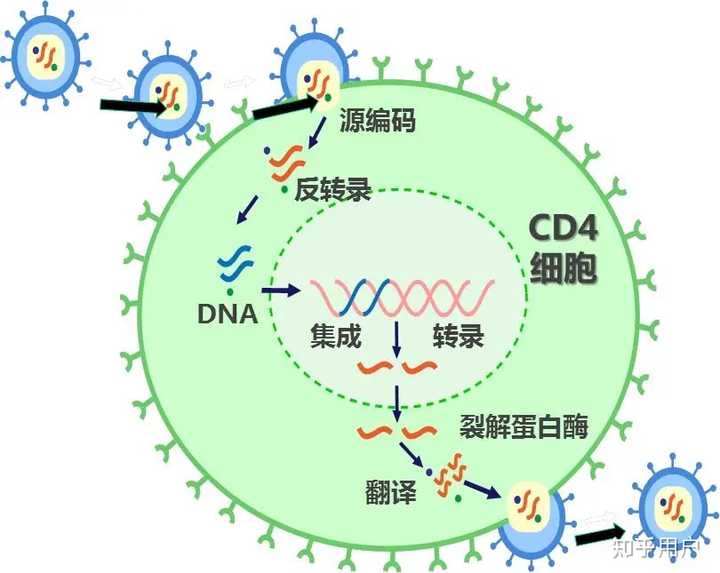 CD4细胞是什么鬼？它能放CD吗？ - 知乎