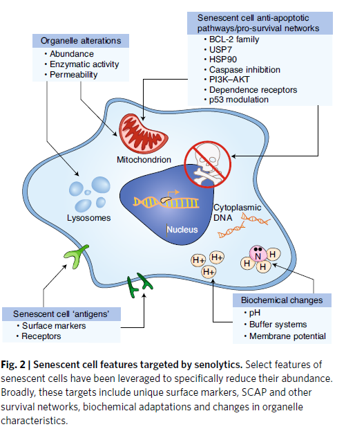 人类有机会延缓或阻止衰老，从而延长寿命吗？ - 知乎