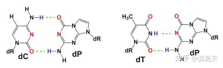 如何解读 2019年2月22日《科学》发表的合成生物学新突破「八碱基遗传系统Hachimoji」？ - 知乎