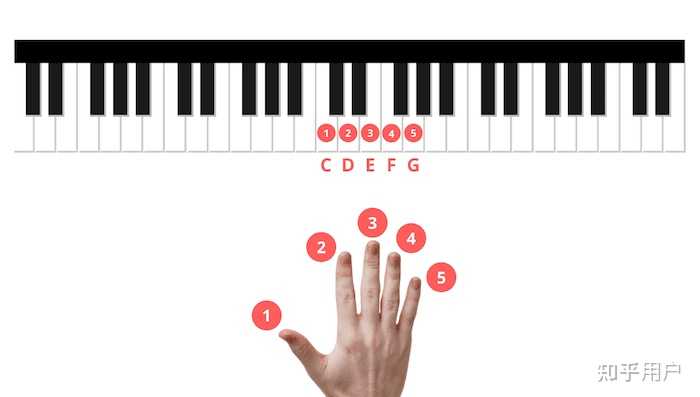 为什么「finger」通常不包括拇指？ - 知乎