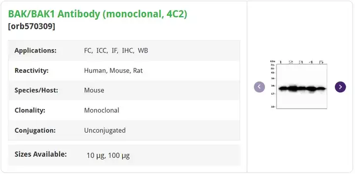 什么是B细胞淋巴瘤2 (Bcl-2)？ - 知乎