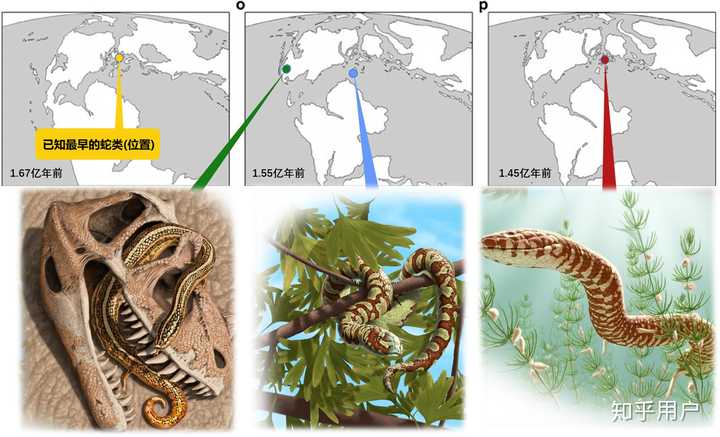 蛇的祖先有没有脚? - 知乎