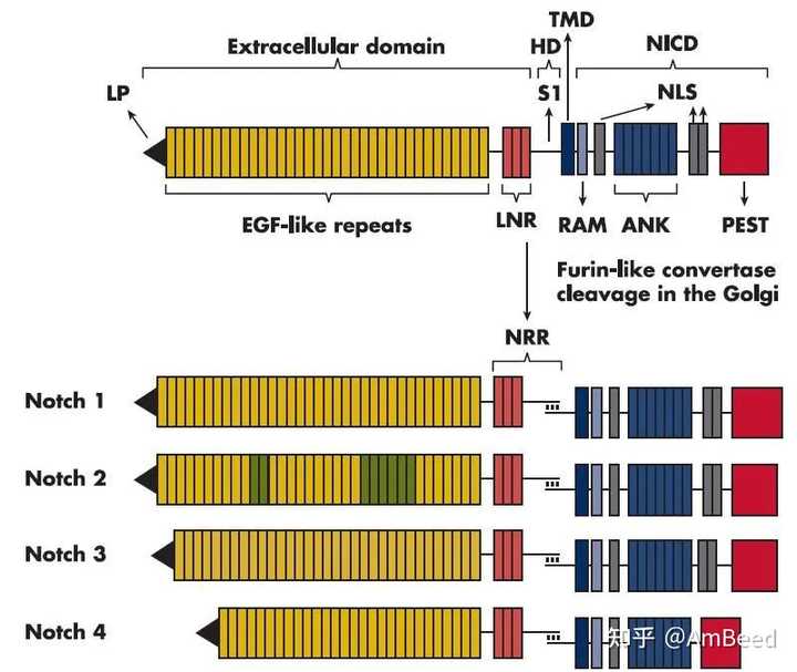 什么是 Notch 信号通路？ - 知乎
