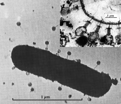 外行提问。为什么噬菌体的形态和其他病毒有着极大的不同，看上去充满机械元素。就好像是被有意设计出来的？ - 知乎