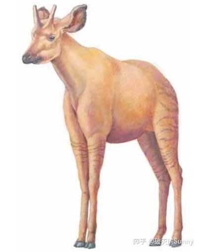 在B站看关于生物的视频时，了解到霍加狓这种短颈长颈鹿，同时还带过了一些已经灭绝的短颈长颈鹿，求科普？ - 知乎