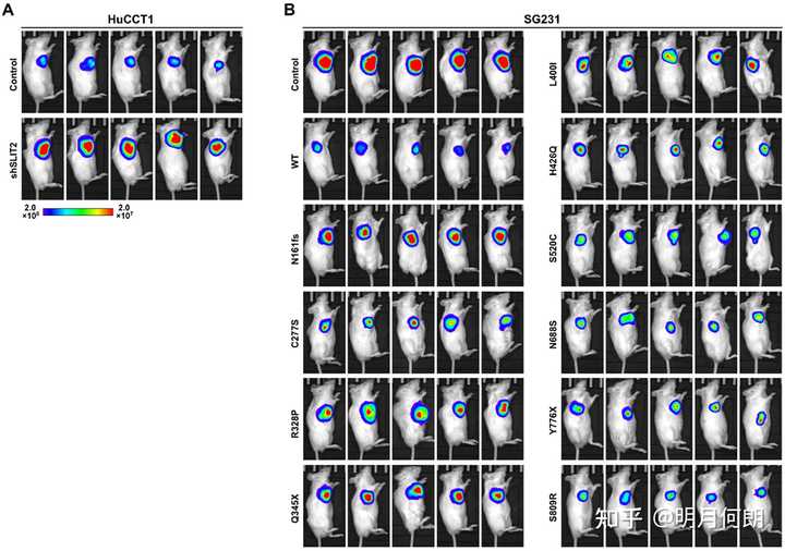 活体成像怎么定量 in vivo imaging？ - 知乎