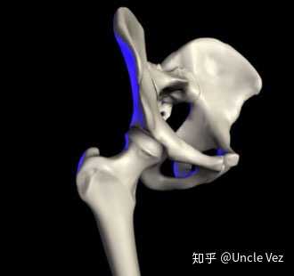 hips 和 buttocks 有什么区别？ - 知乎