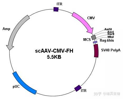 ssAAV和scAAV一样吗？二者有什么不同？ - 知乎