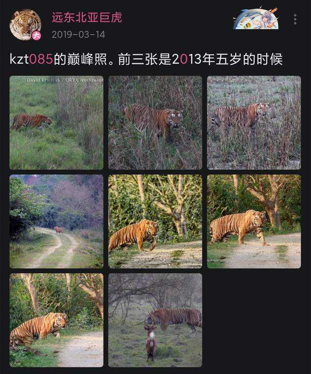 老虎KZT085杀犀牛事件的真实性如何？ - 知乎