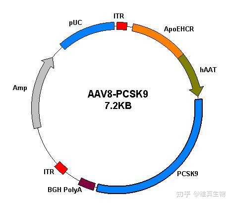 AAV可用于动脉粥样硬化造模吗？具体如何操作？ - 知乎