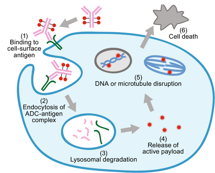 如何进行ADC药物临床前分析？ - 知乎