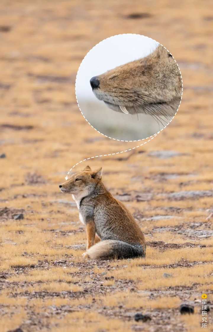 如何评价狐狸这种动物？它的本性真的狡诈吗？为什么妲己的形象是狐妖？日本的狐妖为什么是守护神？ - 知乎