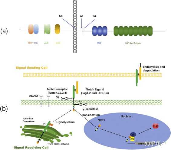 什么是 Notch 信号通路？ - 知乎