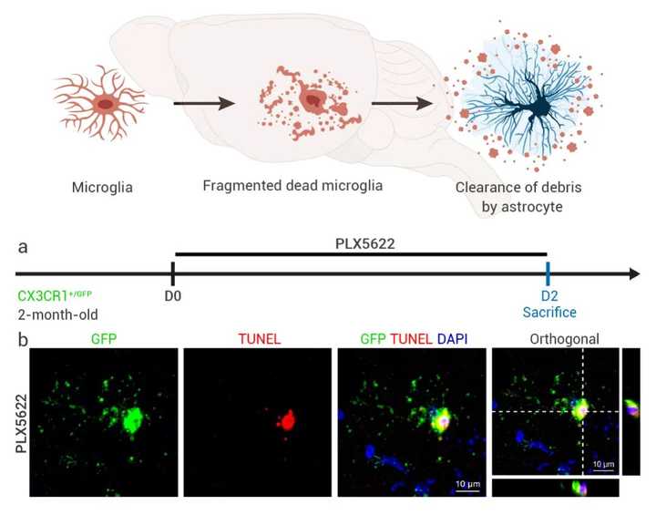 PLX5622 (CSF1R 抑制剂）如何用于小胶质细胞清除, 有啥优势？ - 知乎