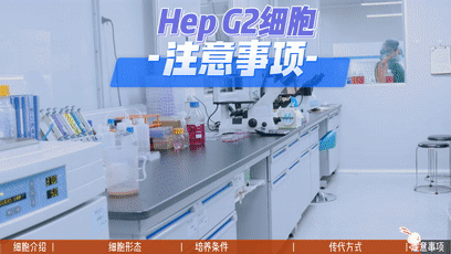 hepg2细胞，有大神知道这是啥吗？ - 知乎
