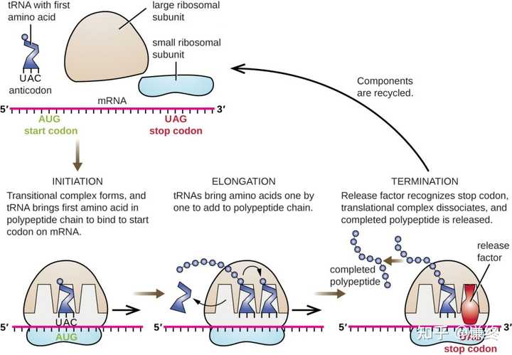蛋白质合成的过程是什么？ - 知乎