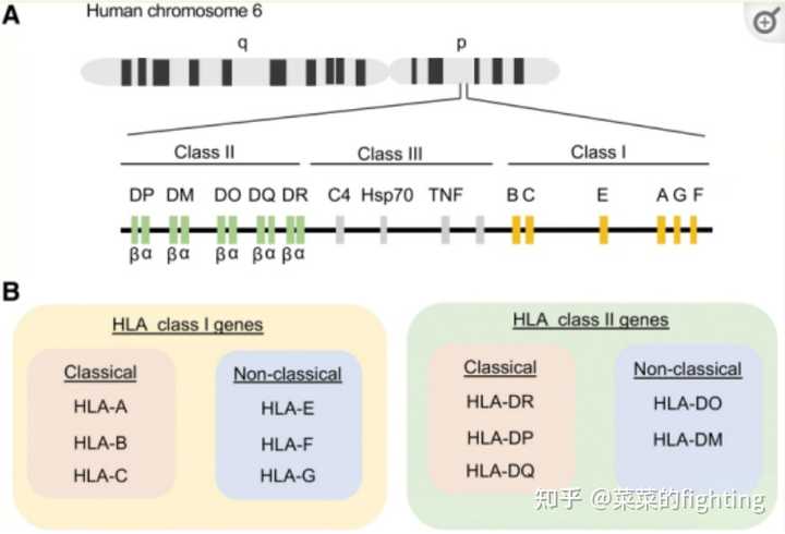 hla分型报告怎么看？ - 知乎