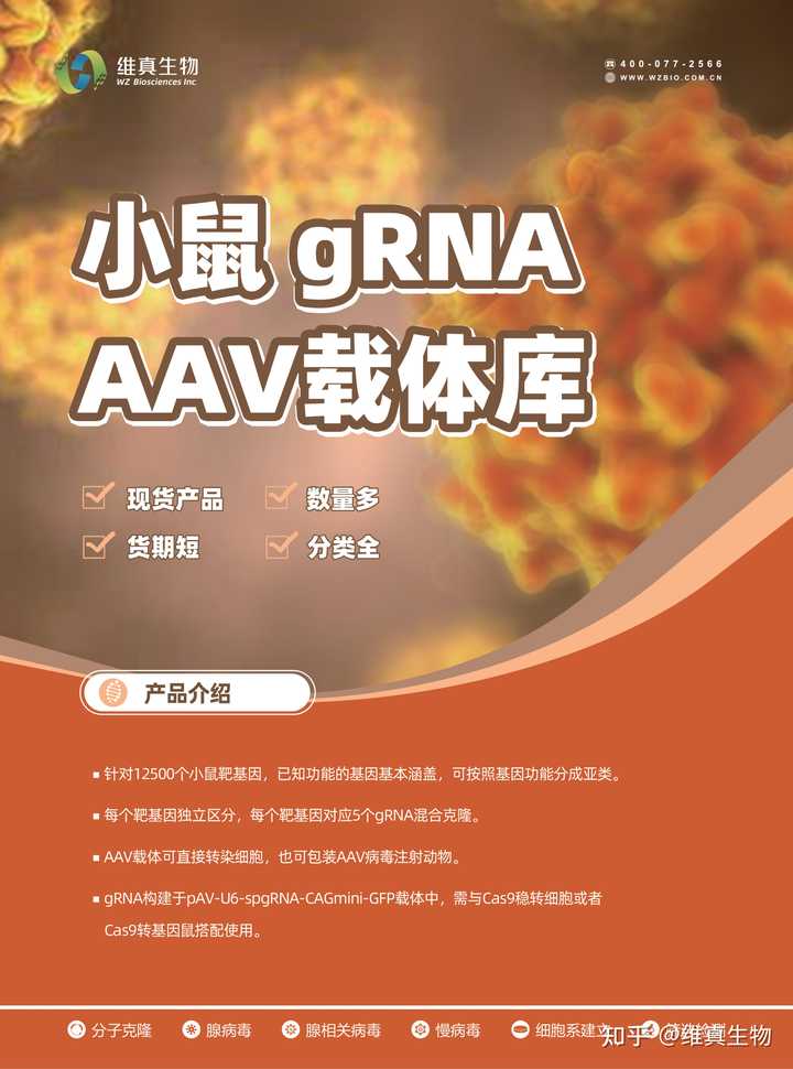 如何借助小鼠gRNA AAV载体实现基因敲除？ - 知乎