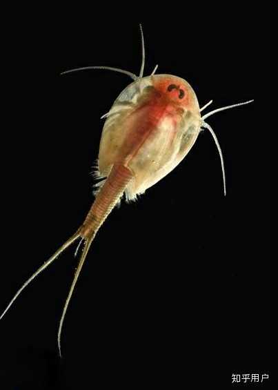 这个在野外见到的生物是什么？ - 知乎